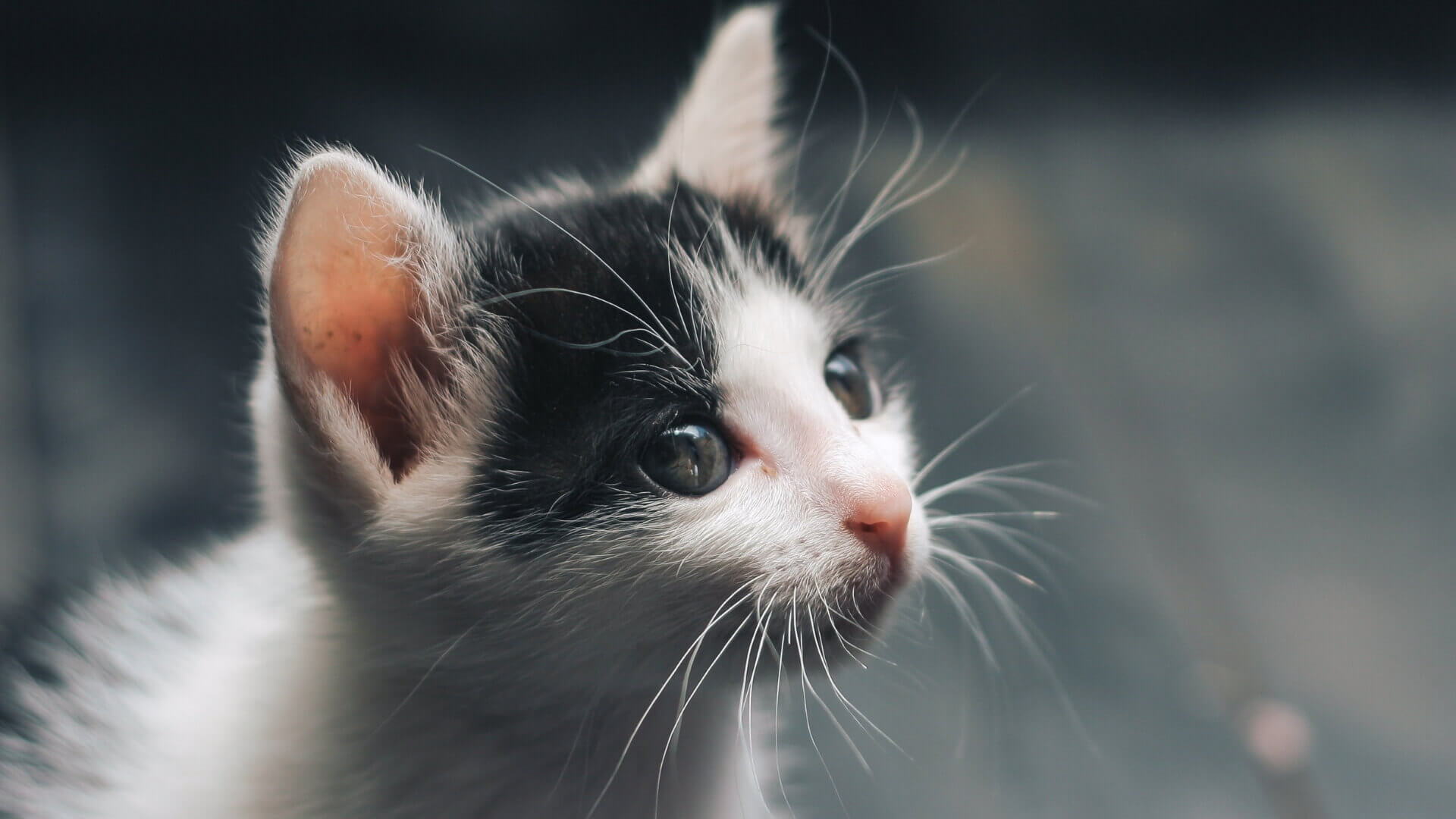 Drayton Valley, Alberta Veterinary Services - RRVS